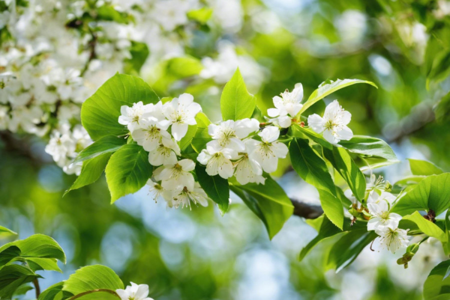 23 цікавих фактів про весну ᐈ faktypro.com.ua