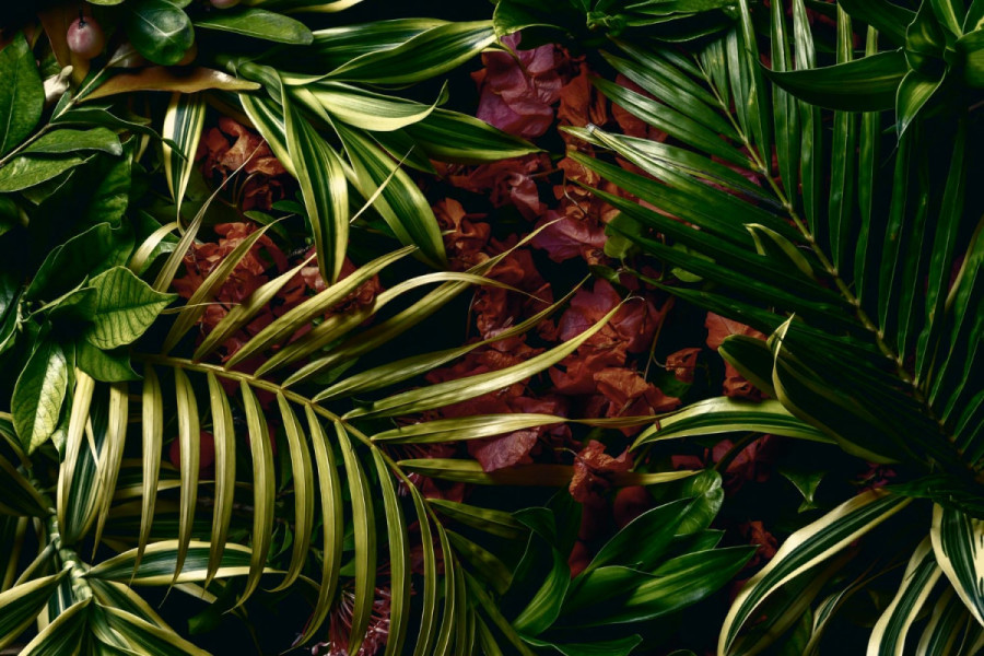 25 цікавих фактів про тропіки ᐈ faktypro.com.ua