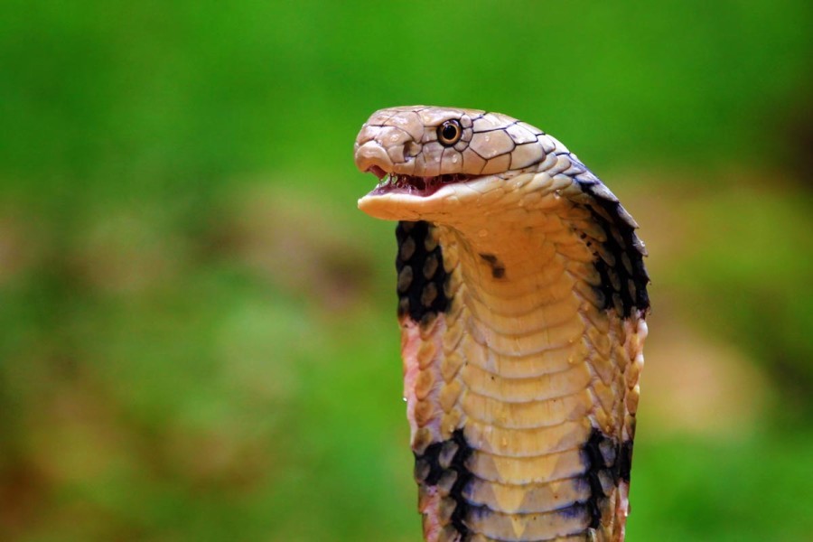 27 цікавих фактів про кобру ᐈ faktypro.com.ua