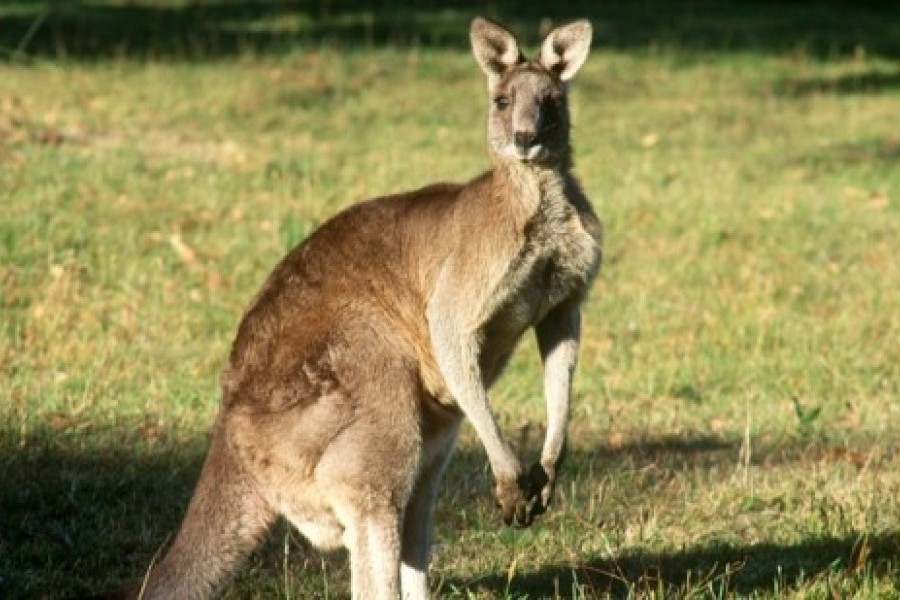 21 цікавий факт про кенгуру ᐈ faktypro.com.ua