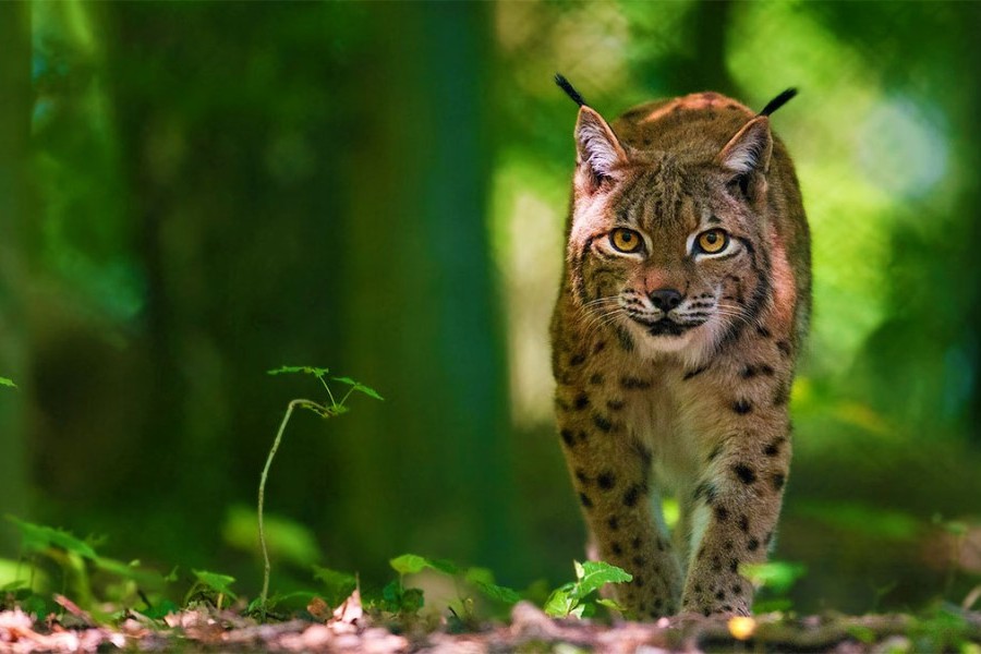 30 цікавих фактів про рись ᐈ faktypro.com.ua